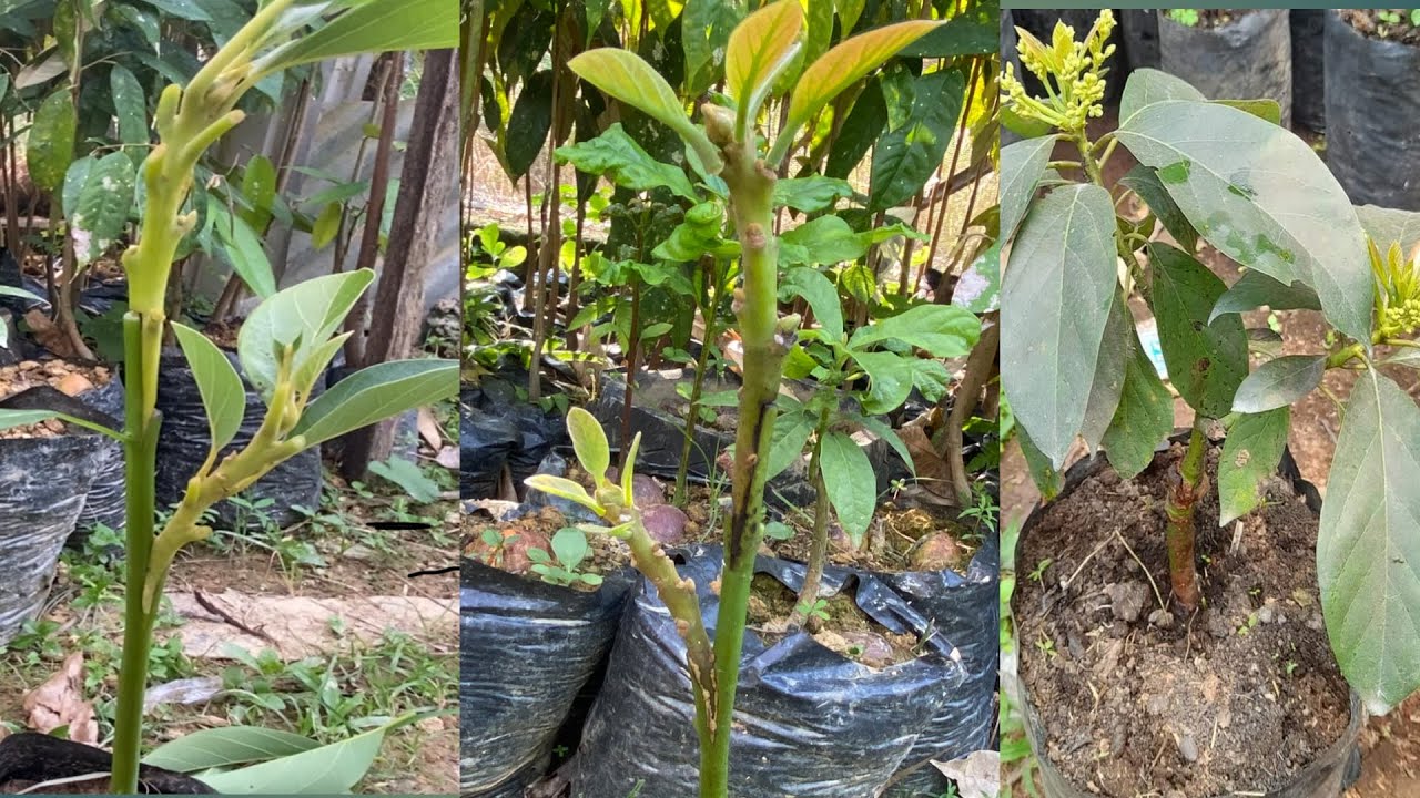 New Method of Double GRAFTING Avocado for Beginner | growing avocado ...