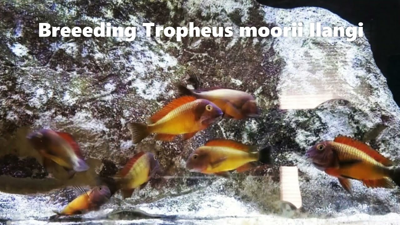 Tropheus moorii Ilangi Breeding Group - YouTube