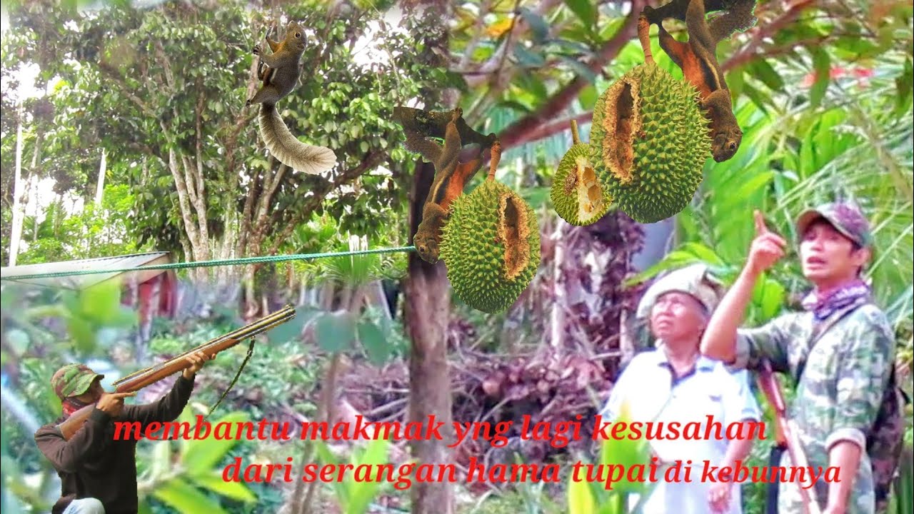 Berburu hama tupai yg merugikan petani spot durian, duku dan pinang yg ...