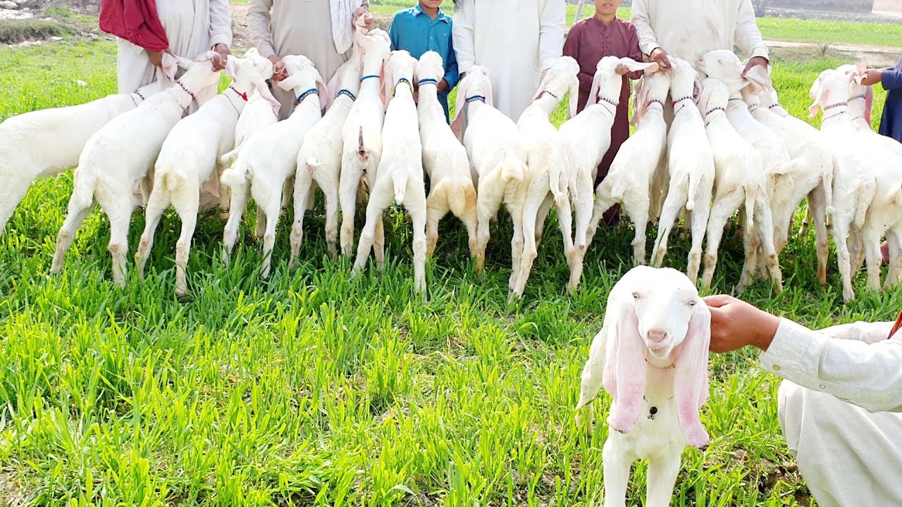 Naved goat farm Dera Ghazi Khan نوید گوٹ فارم0348 7484726Rajan Puri ...