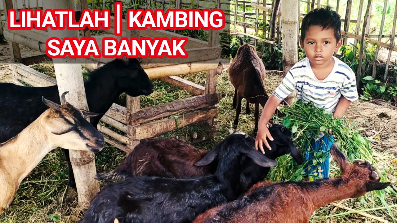 KAMBING KAMBING KU EMBEK EMBEK DI KASIH RUMPUT HIJAU - YouTube