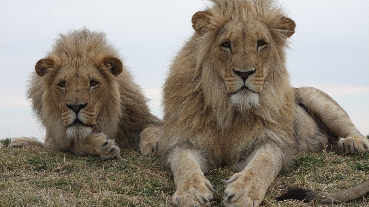 How To Save Lions - YouTube