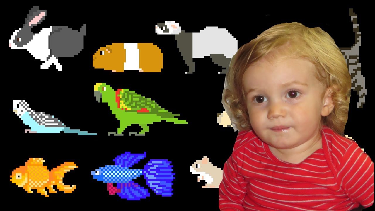 The Kids Picture Show Pets Oskar Video Response - YouTube