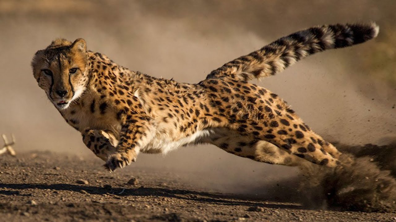 15 Predators Hunting Animals Twice Their Size Part 1 | Pets House - YouTube