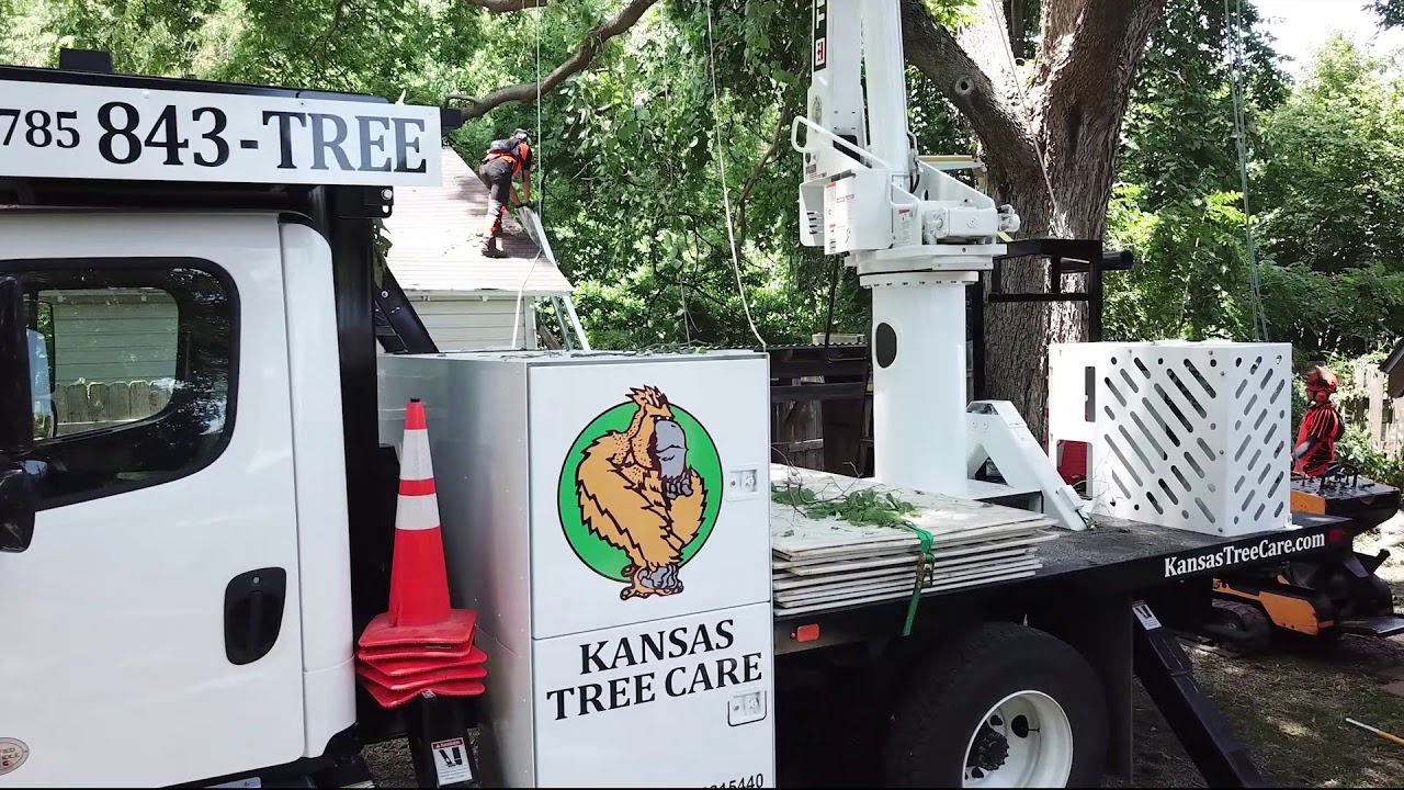 Healing an Enormous Storm Damaged Hackberry Tree - YouTube
