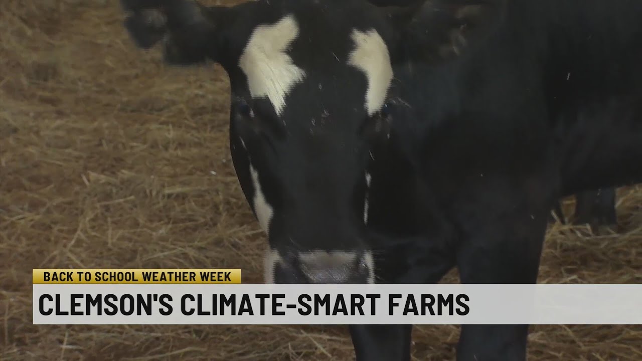 Back to School Weather Week: Clemson's climate-smart farms - YouTube