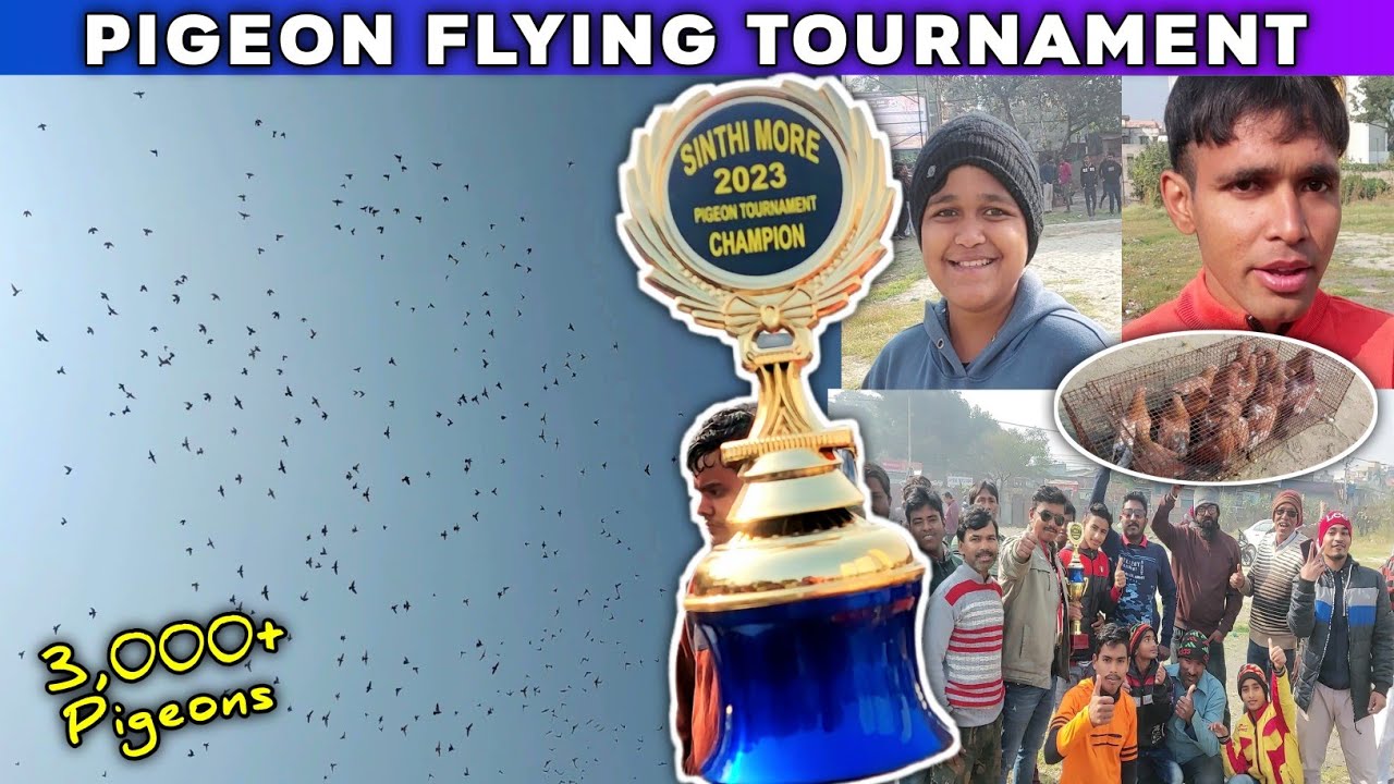 Pigeon Flying Competition In Kolkata 8th Jan 2023 | Pigeon Racing ...