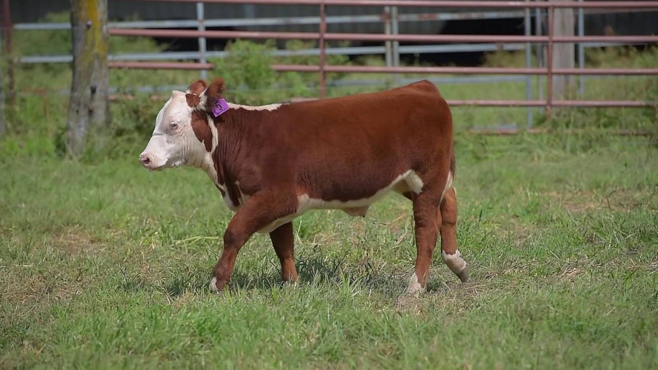 GM Cattle 5 - YouTube