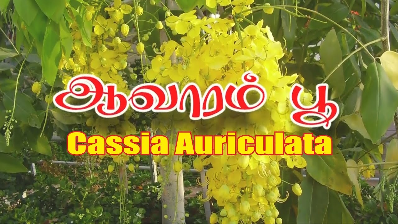 ஆவாரம்பூ - Avarampoo Benefits - YouTube