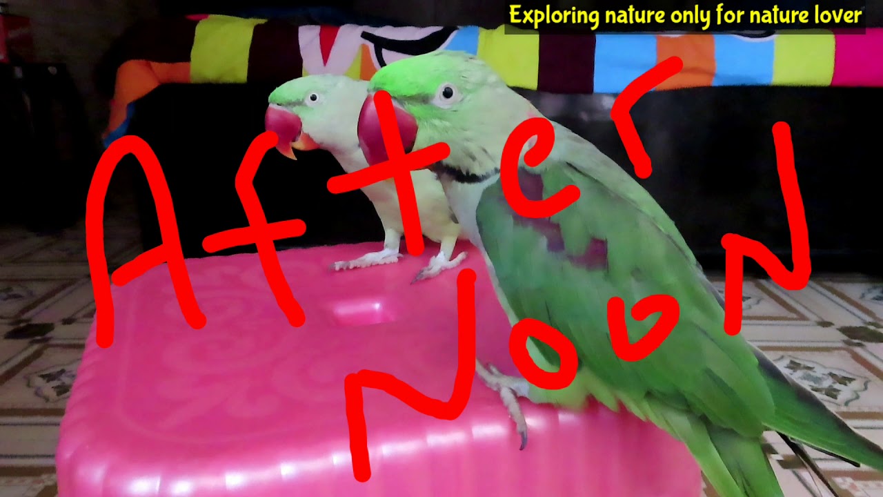 Parrot full day activities | part 5 | 14 July 2019 | mitthu - YouTube