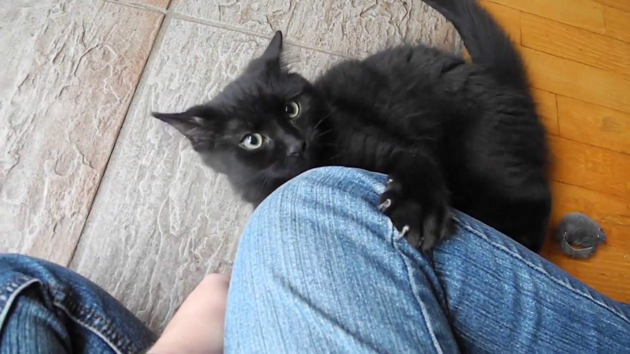 Crazied cute black kitten crawling and clawing up my legs - YouTube