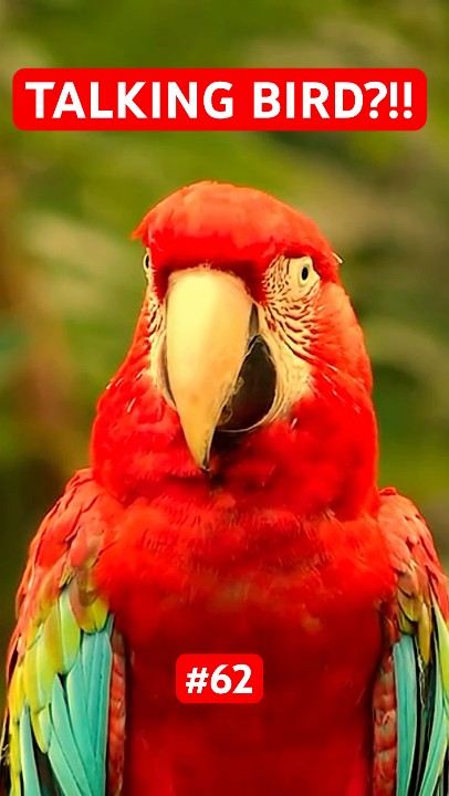 Amazon Parrot: The Smartest Talking Bird Ever? 🦜 | A - Z Animals Part ...