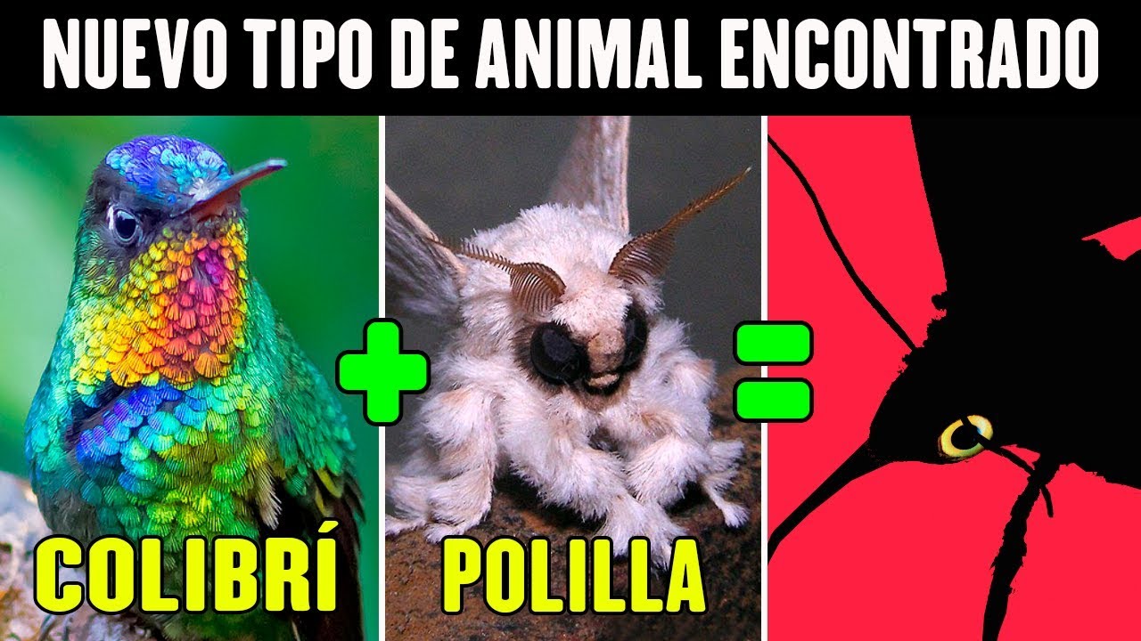 AVE + INSECTO! NUEVO TIPO DE ANIMAL DESCUBIERTO! - YouTube