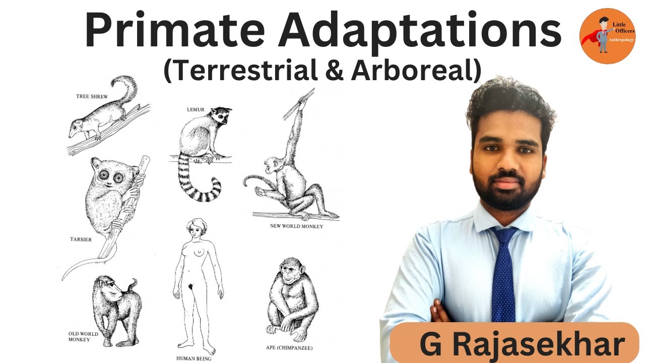 #Primate #Adaptations (Arboreal and Terrestrial) | #Primatology # ...