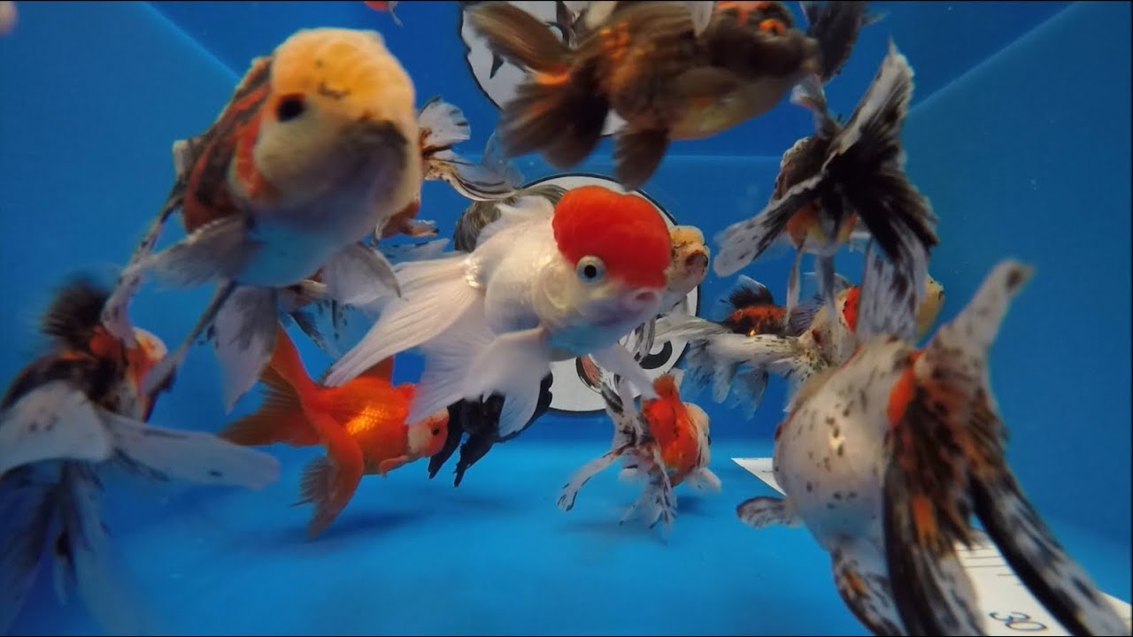 KOI 13 | Oranda Mix 12-13cm | 4/2023 - YouTube