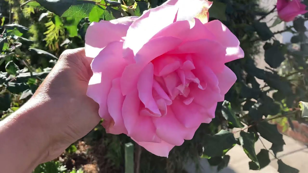 11/23/2021 bewitched tree rose -this is 4th bloom this year-zone10a ...