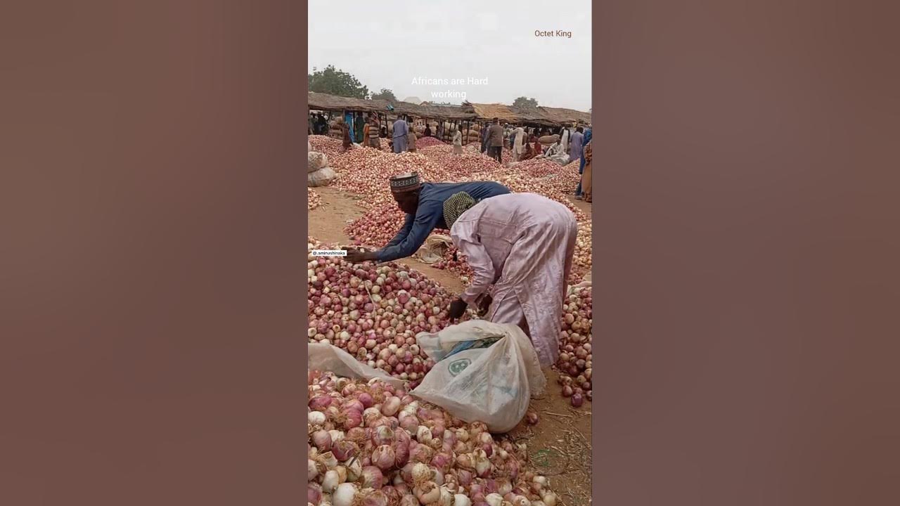 How to preserve onions: Massiveonions production. #farming #onion#food #foryou - YouTube