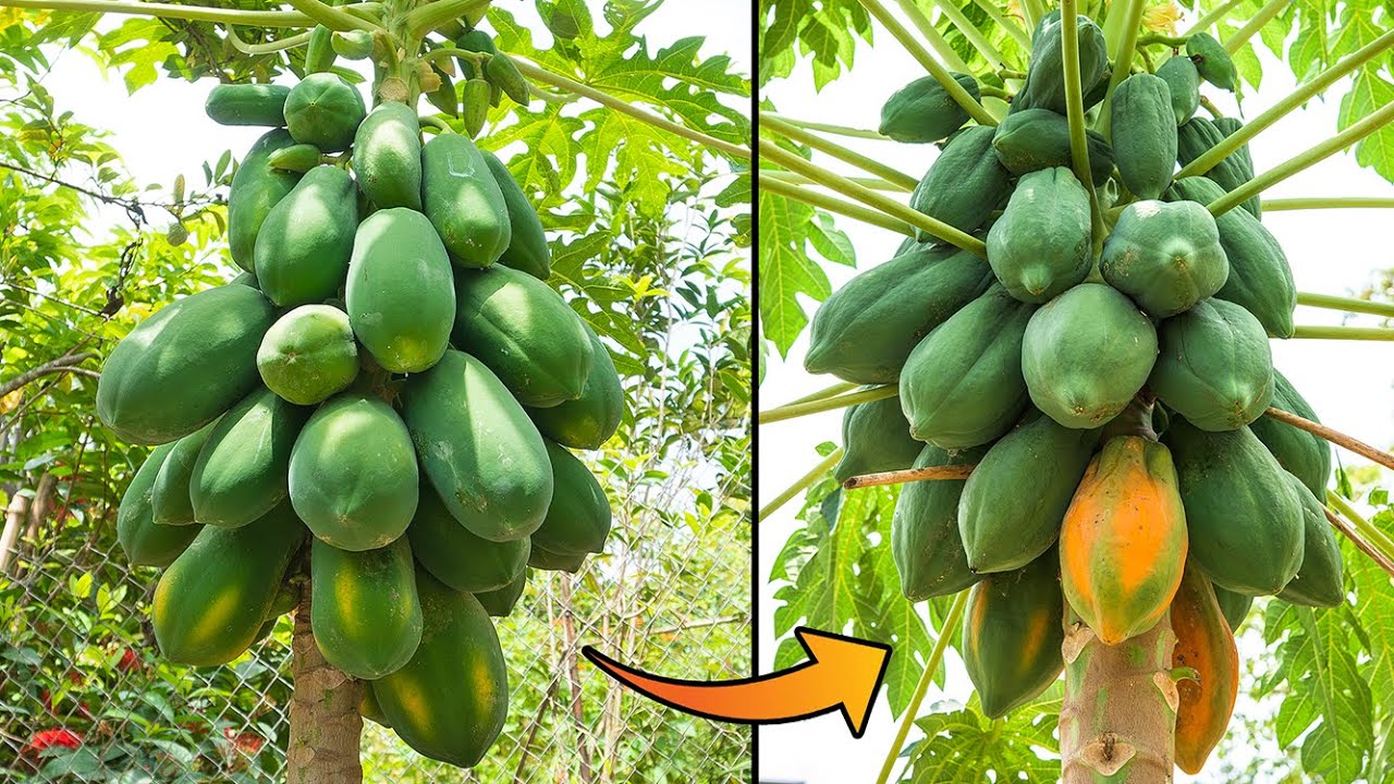 Great secret to growing papaya in urban garden, High yield to share ...
