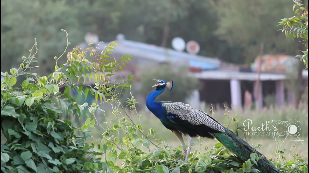 Peacock sound | Peacock noises | peacock voice | Chandani Creation ...