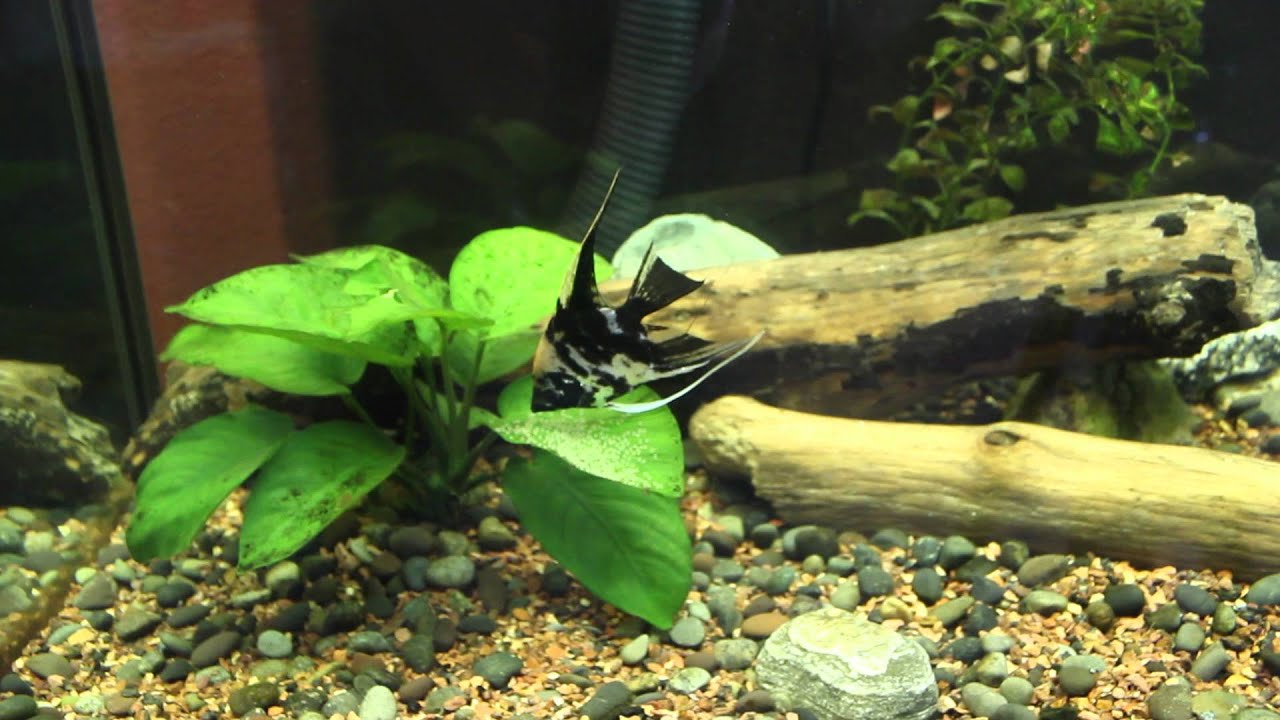 Angelfish Spawning - YouTube