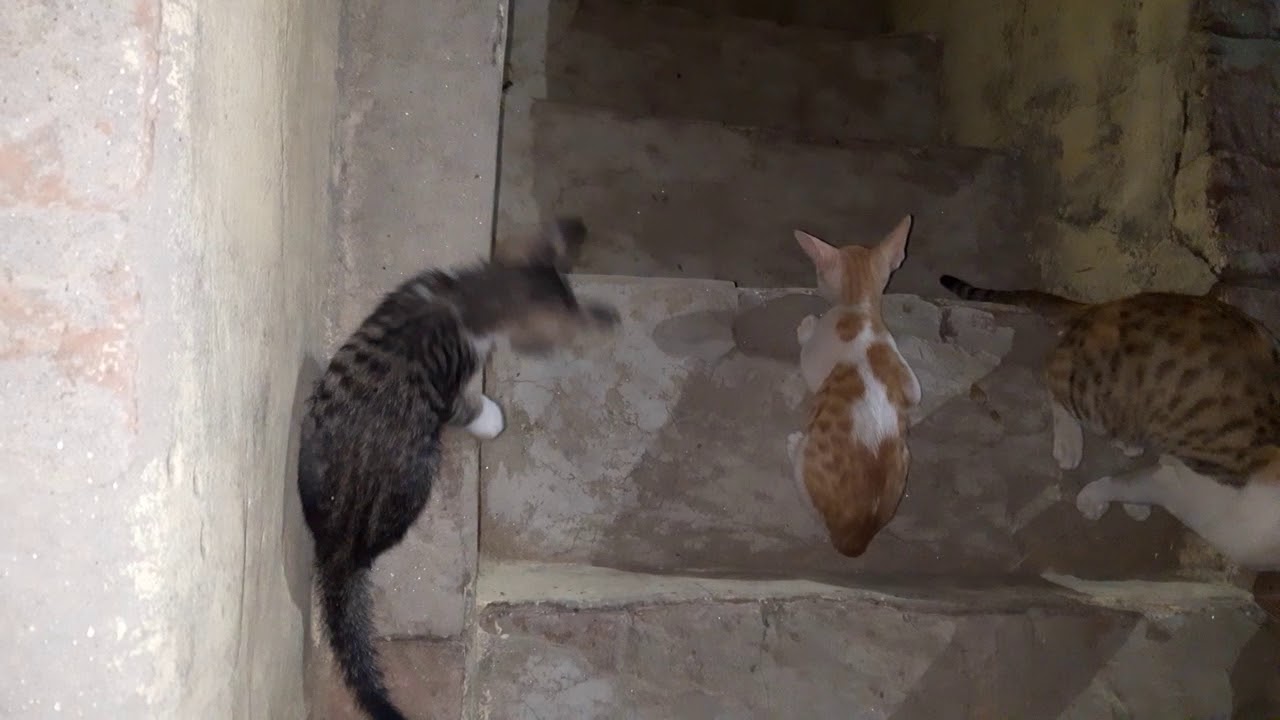 Four baby cat masti time - YouTube