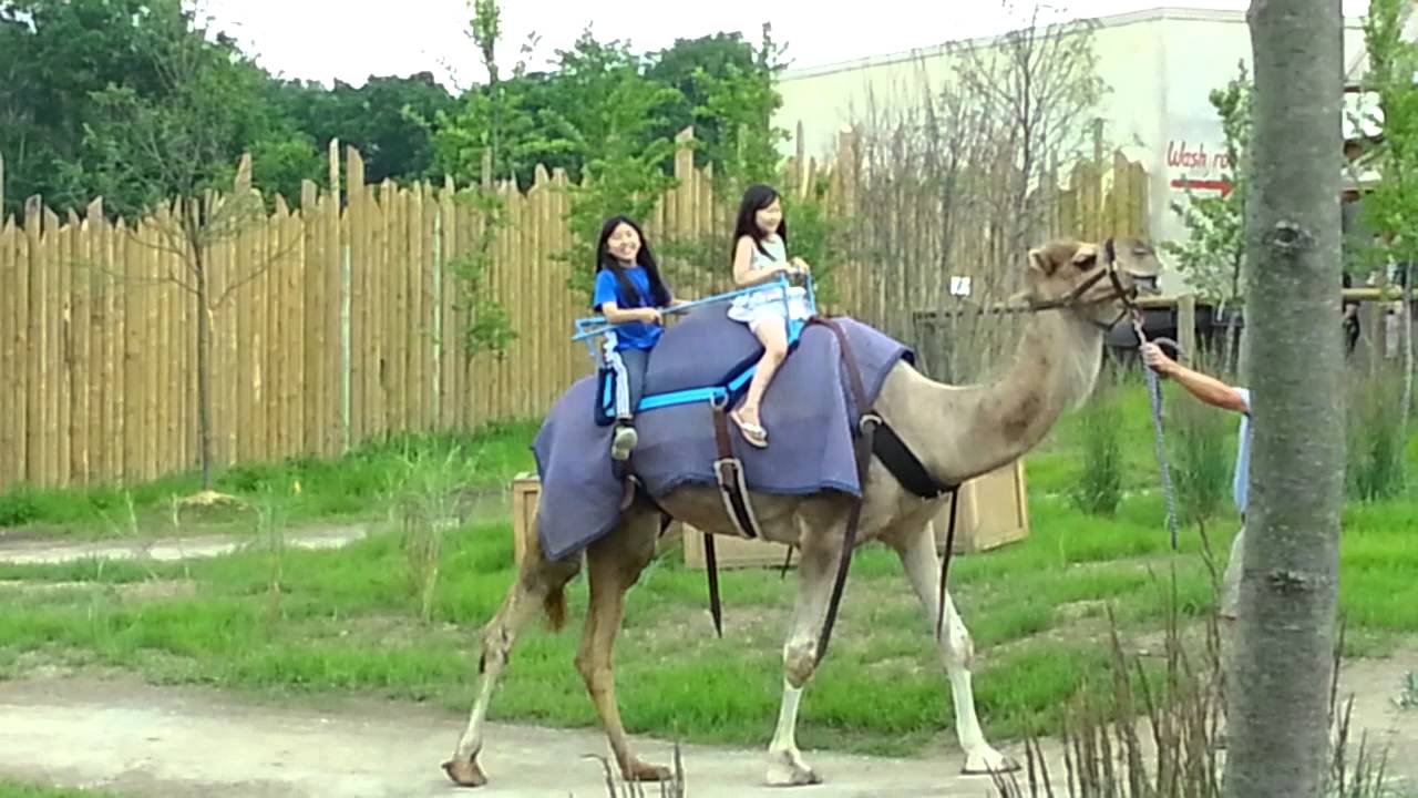 Riding Camels at the Columbus Zoo - YouTube