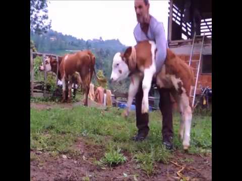 Mutluluk Budur İşte