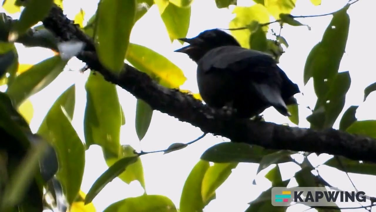 Purple Cochoa - 2 | Mishmi Hills | Arunachal Pradesh | Bird Watching ...