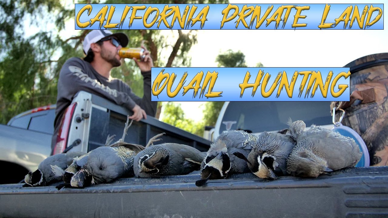 Private Land Quail Hunting in California - YouTube