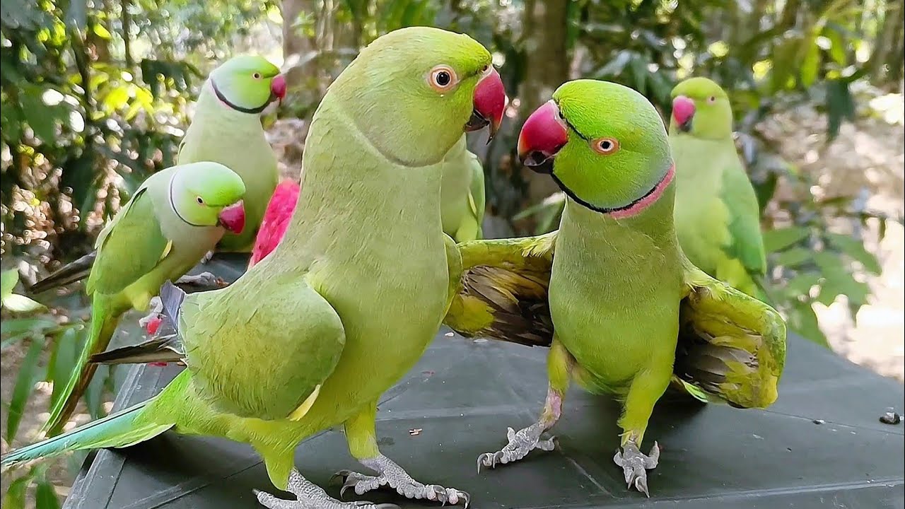 Ringneck Parrot Talking and Eating Watermelon - YouTube