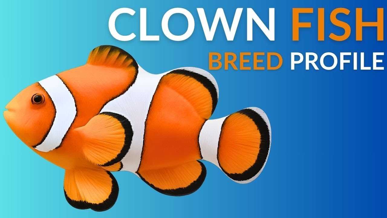 Clownfish Care Guide | Nemo Fish Tank Setup Feeding Breeding & Lifespan ...