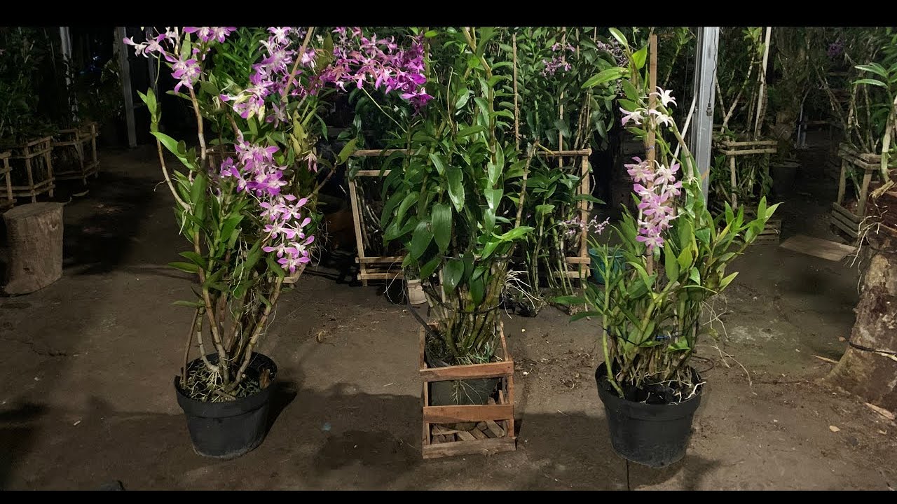 Live anggrek jadul - YouTube