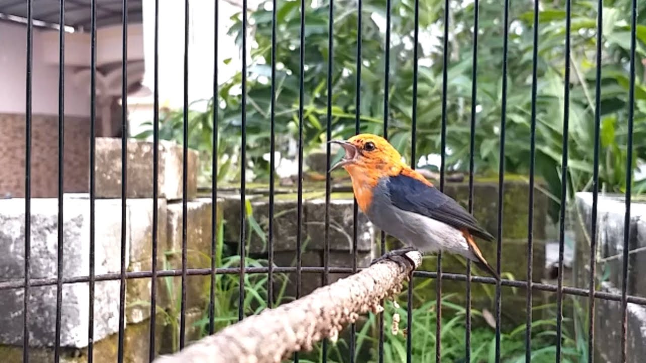 Suara kemade ceri gacor ‼️ Pancingan ampuh buat MIKAT burung cabe encit ...