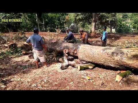 Skyll Tukang Graji / chain saw Tebang Kayu Durin Besar