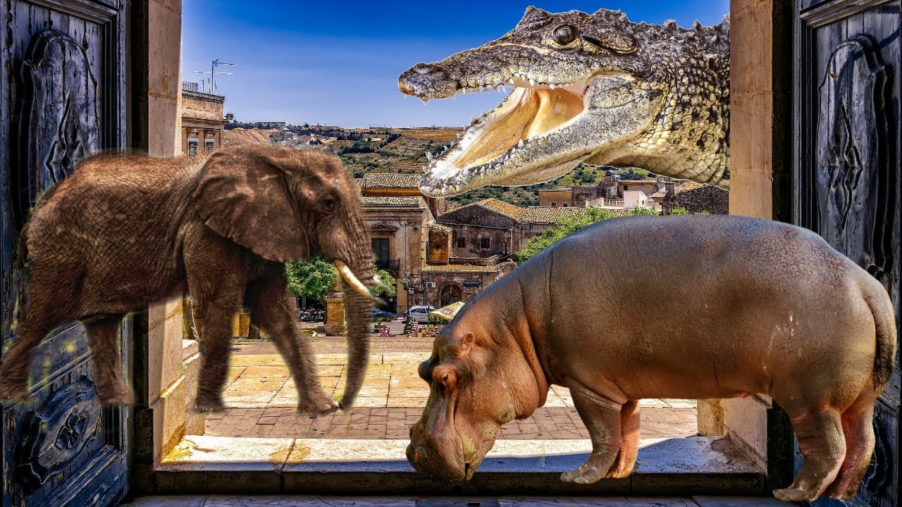 Zoo Animals Escape! - YouTube