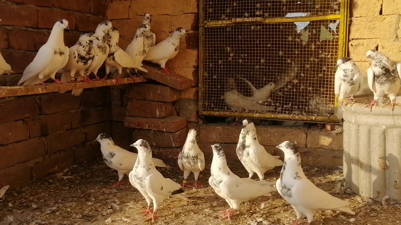 35waly kabootr|03438406228|Raja Ateeq - YouTube