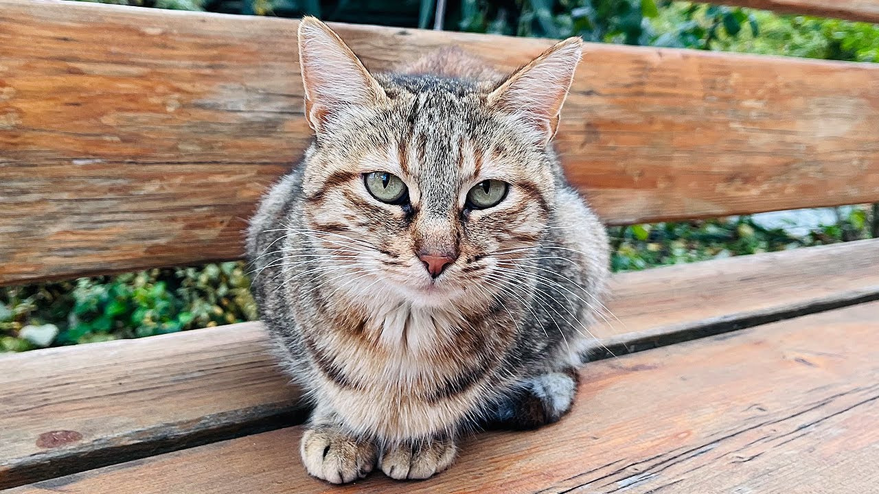 Surprise from a Stray Tabby Cat - YouTube