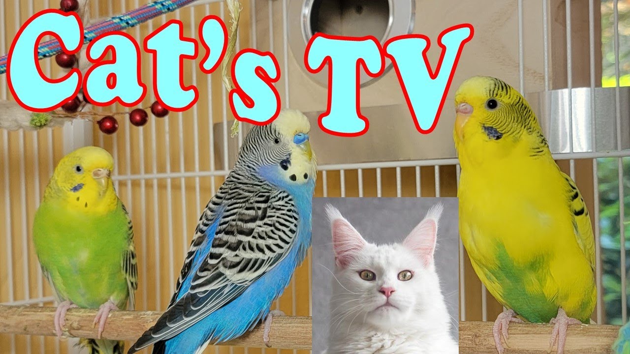 8 Hr TV For Cats, Cat Watching Birds TV : Cat Bird TV Videos, Daughter ...