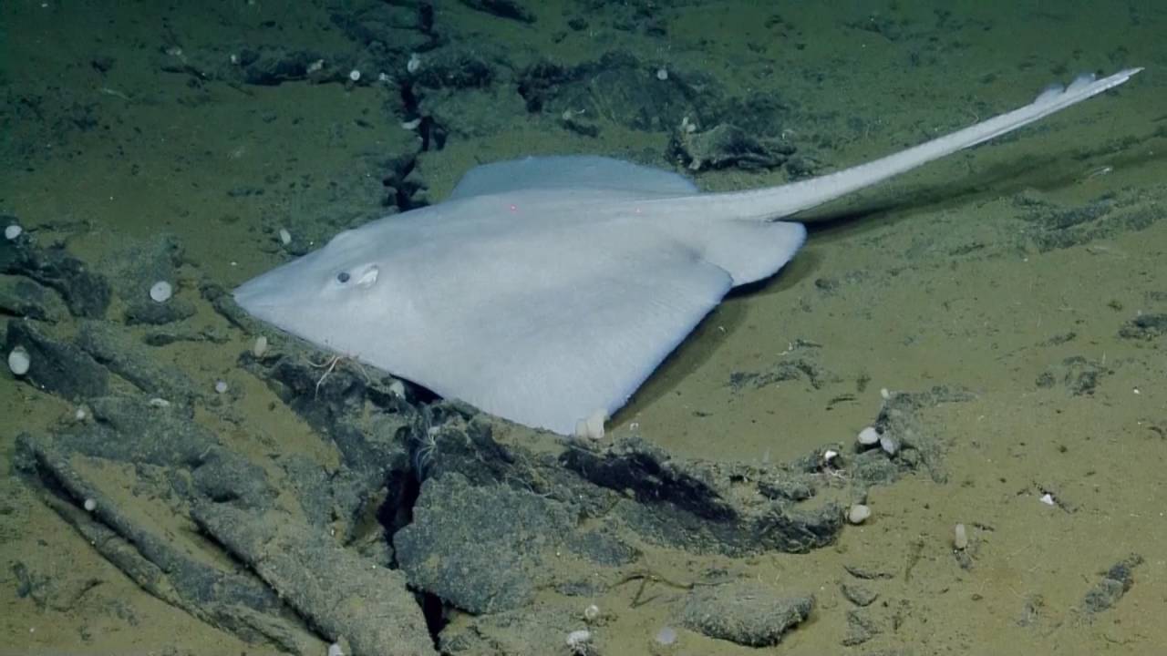 Fascinating Skates | Nautilus Live - YouTube