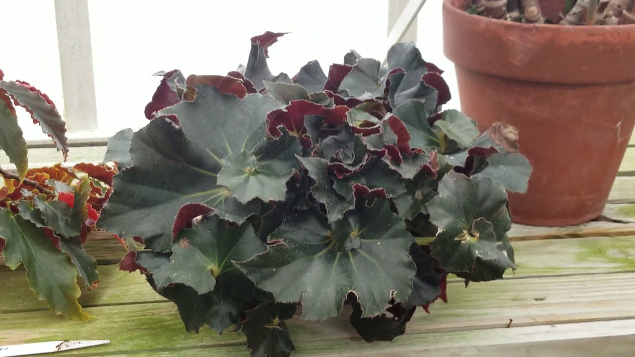 BEGONIA 'MIDNIGHT TWIST' PLANT - YouTube