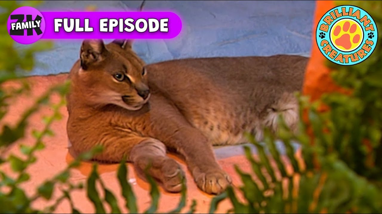 Brilliant Creatures | Full Episode | Season 5, Episode 9 | ZeeKay ...