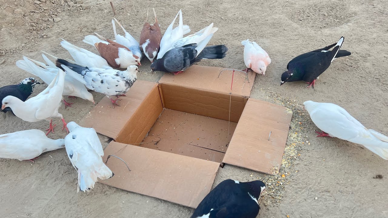 Real Pigeon Catching Trap | Birds Catching Trap Ideas | @qbtraps - YouTube