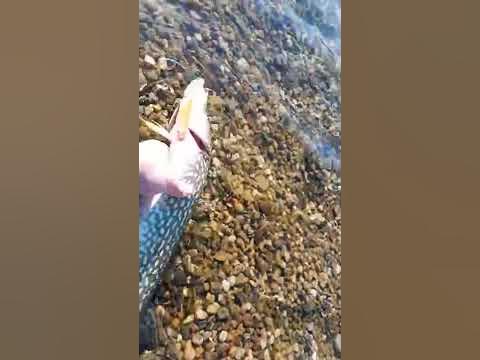 Štuka - Savsko jezero - Ada Ciganlija - YouTube