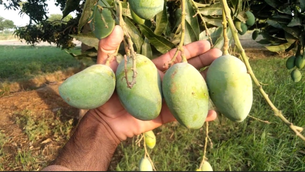 Mango pakne ko teyar ho gay l most beautiful mango in punjab pakistan ...