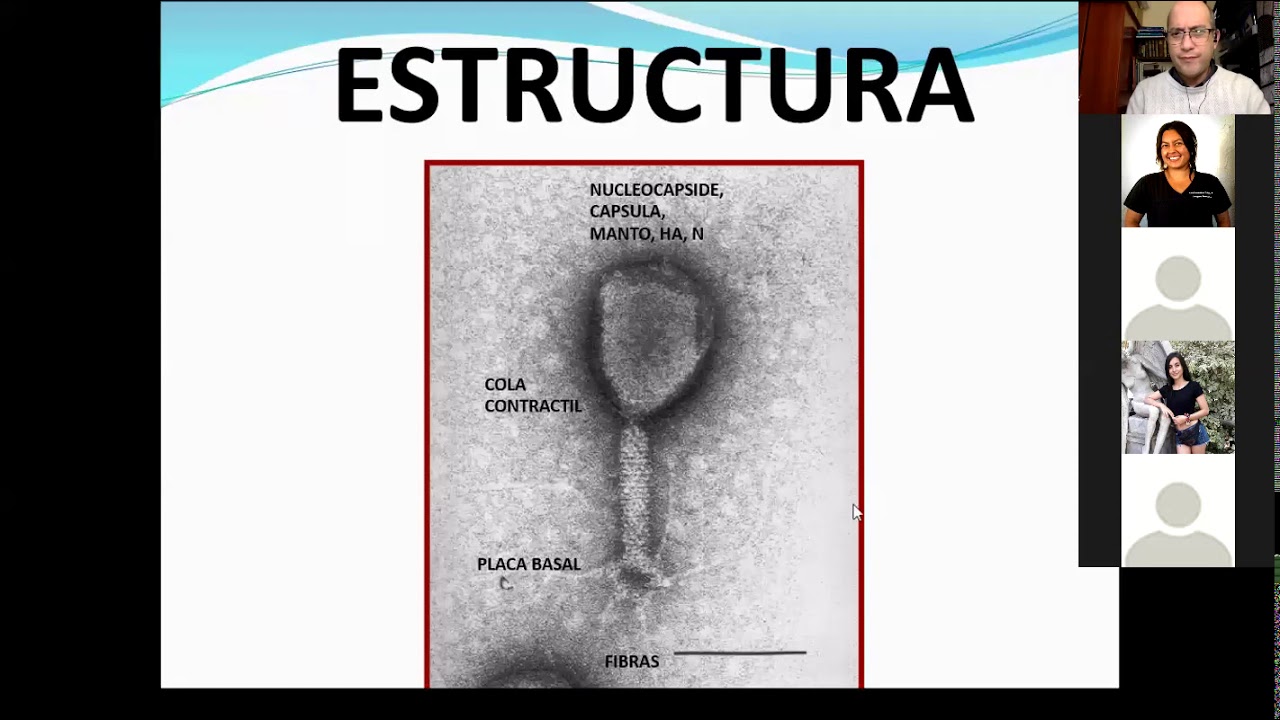 Microbiología: estructura general de virus, hongos y parásitos. - YouTube