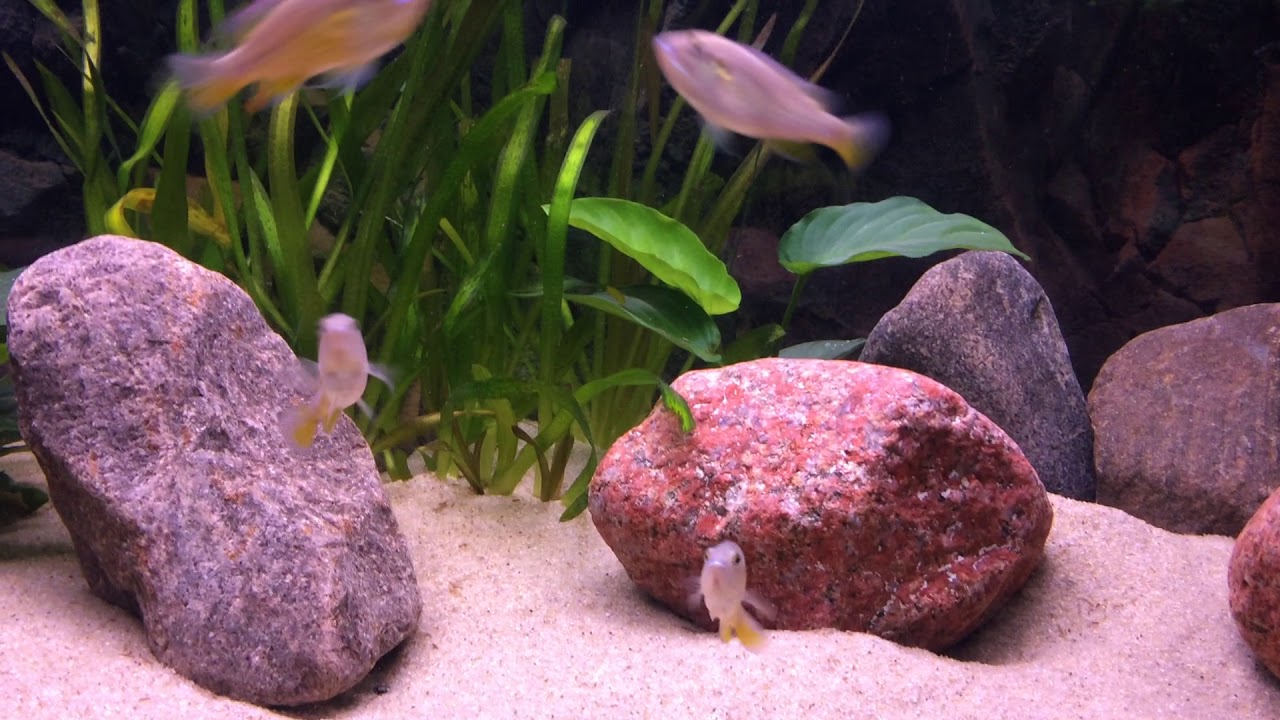 Pseudocrenilabrus Multicolor Multicolor