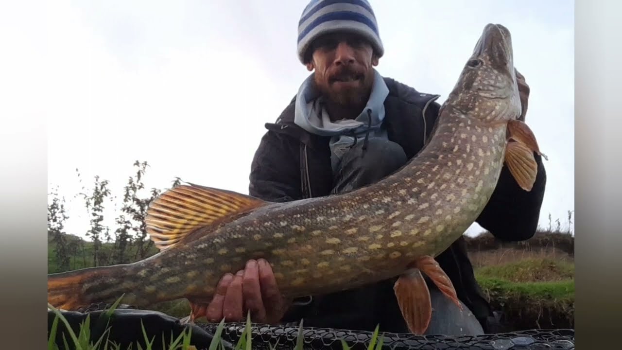 My biggest Pike caught with a lure so far. - YouTube