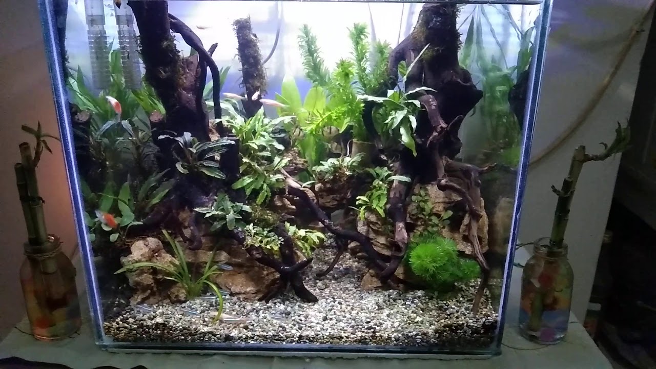 Mini Aquascape - YouTube