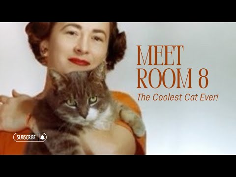 Meet ROOM 8 The Coolest Cat Ever!