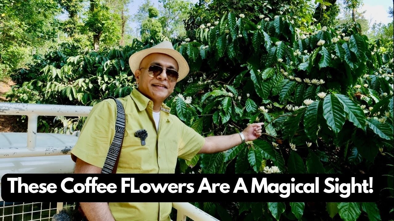 Amazing Coffee Blossoms And A Delicious Plantation Breakfast! A Day In ...